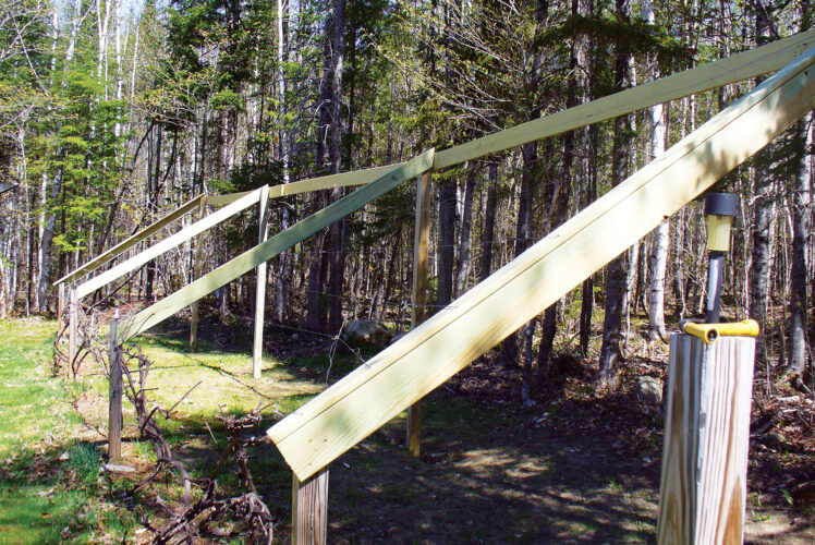 How to Build a Grape Trellis Backyard System – Mother Earth News